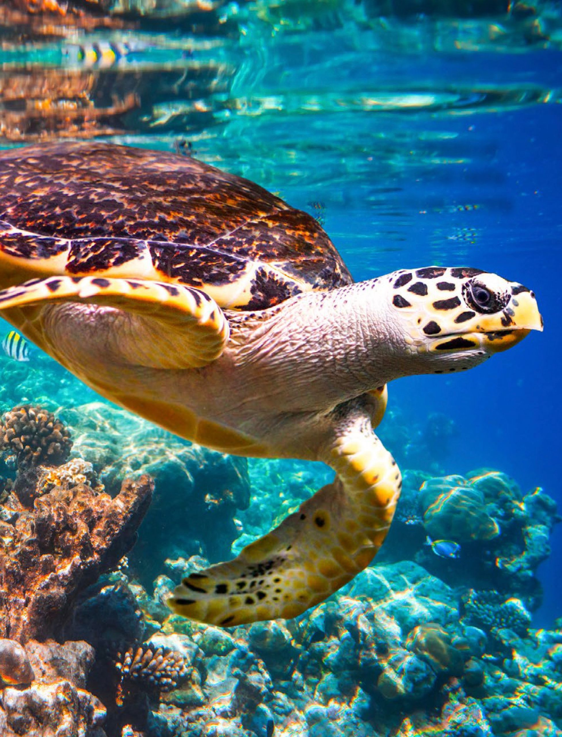 Sanctuary for Sea Life: Al Yasat Marine Protected Area Flourishes ...
