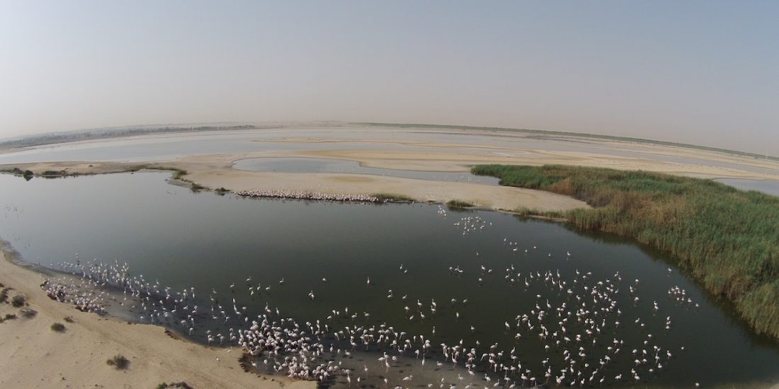 Al Wathba Wetland Reserve Bolsters Habitats with New Initiative ...
