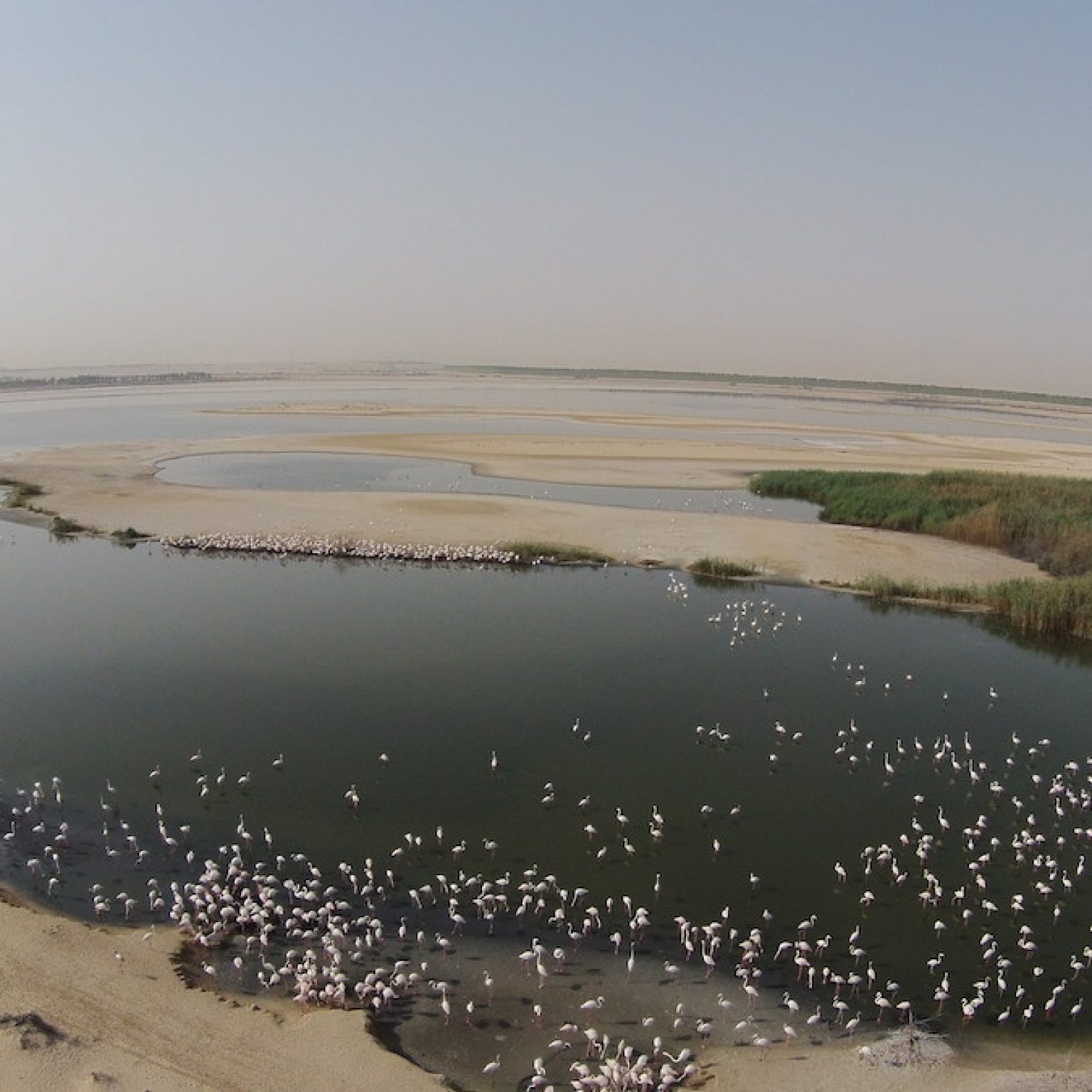 Al Wathba Wetland Reserve Bolsters Habitats with New Initiative ...
