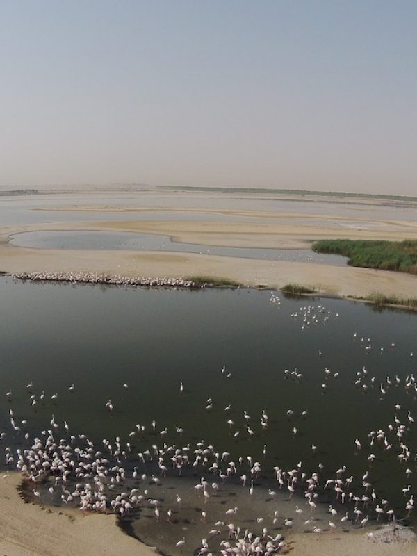 Al Wathba Wetland Reserve Bolsters Habitats with New Initiative ...