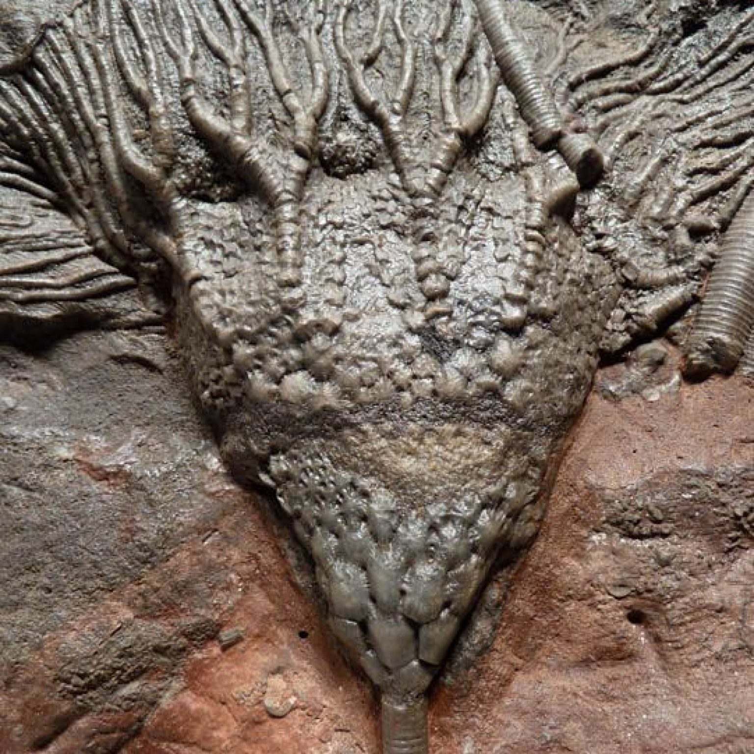 Moroccan Fossils Offer Glimpse of Ancient Sea Creatures — Arabian Post