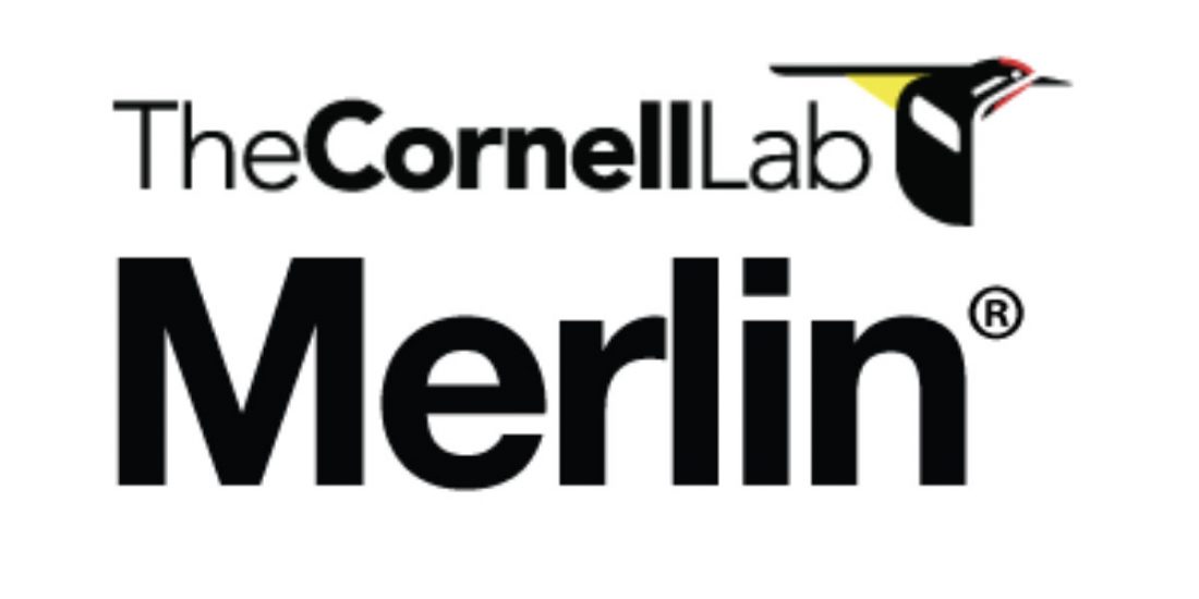 How to Identify Birds Using Cornell's Merlin App — Arabian Post