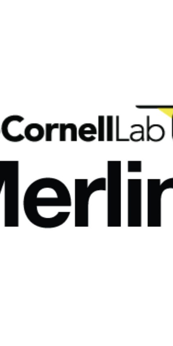 How to Identify Birds Using Cornell's Merlin App — Arabian Post