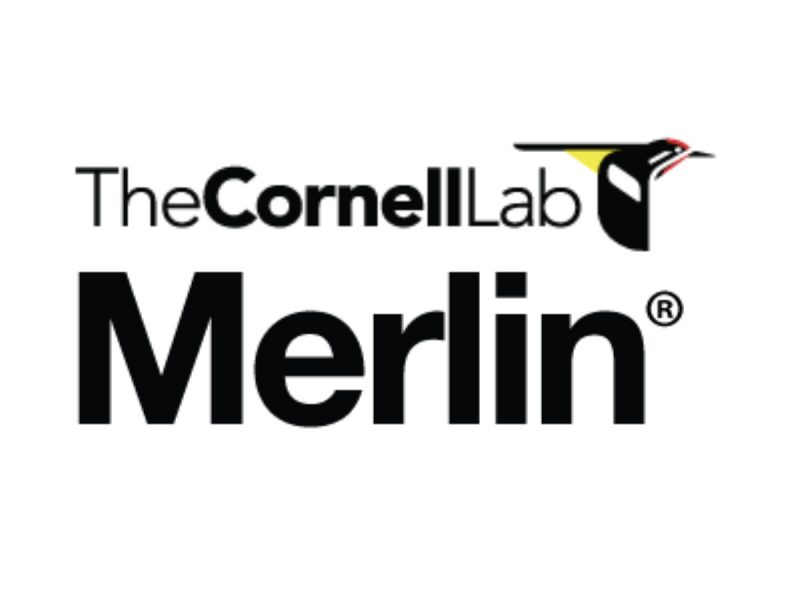 How to Identify Birds Using Cornell's Merlin App — Arabian Post